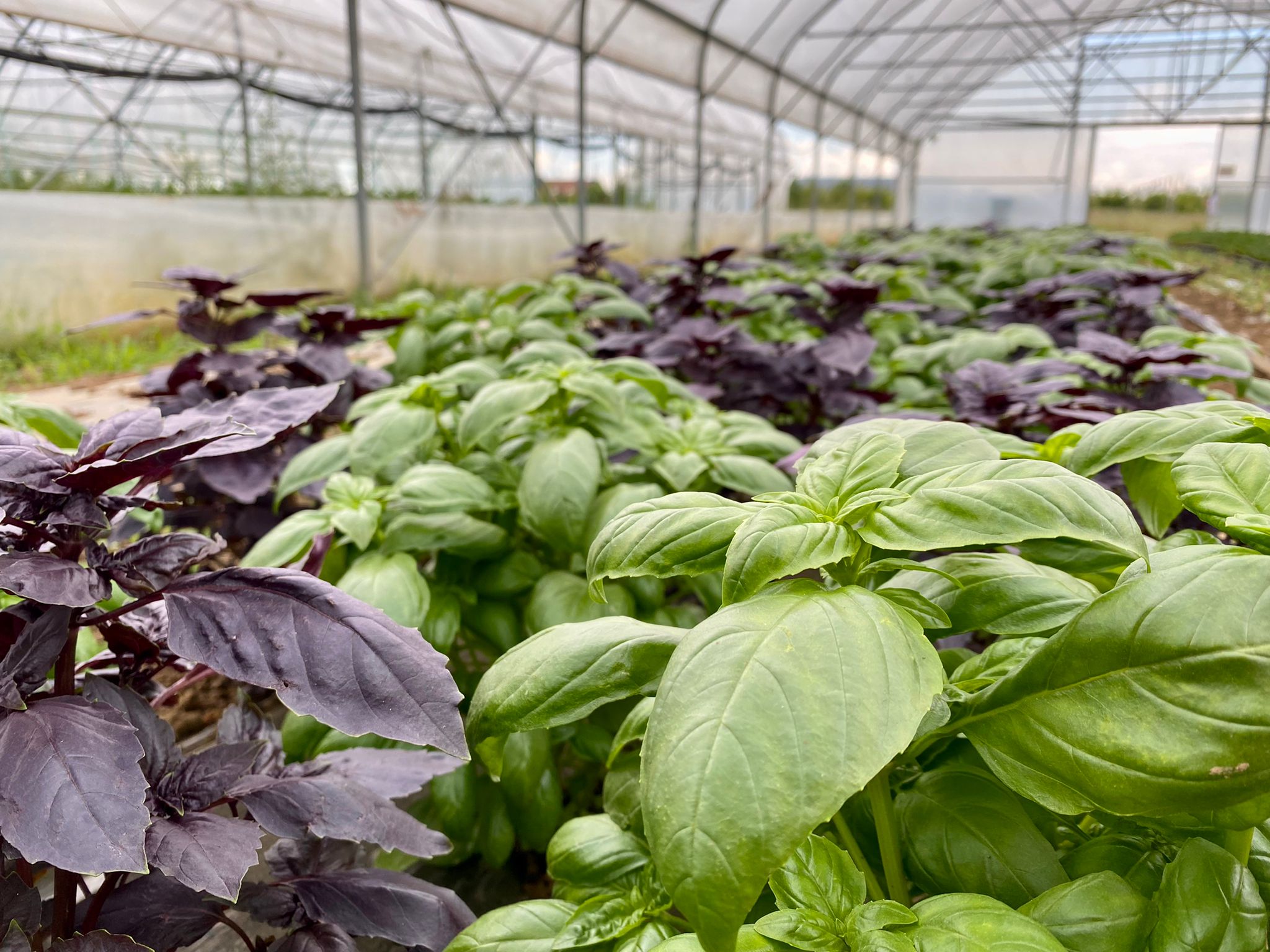 Ferma socială bio&co distribuie lunar 400 de coșuri de legume ...